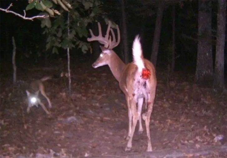 45 Jaw Dropping Animal Moments Caught on Trail Cam - Sport Pirate 45 Jaw Dropping Animal Moments Caught on Trail Cam - Sport Pirate