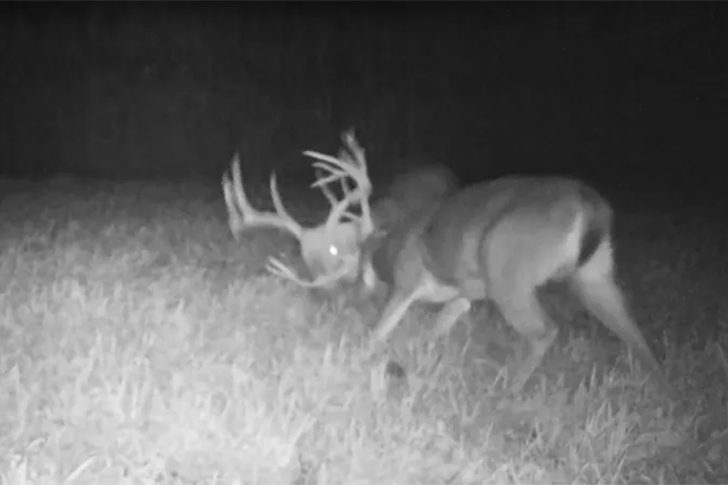 45 Jaw Dropping Animal Moments Caught on Trail Cam - Sport Pirate 45 Jaw Dropping Animal Moments Caught on Trail Cam - Sport Pirate
