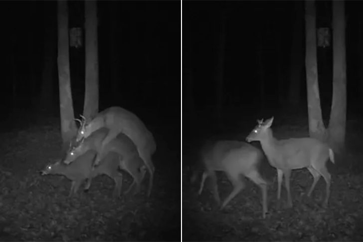 45 Jaw Dropping Animal Moments Caught on Trail Cam - Sport Pirate 45 Jaw Dropping Animal Moments Caught on Trail Cam - Sport Pirate