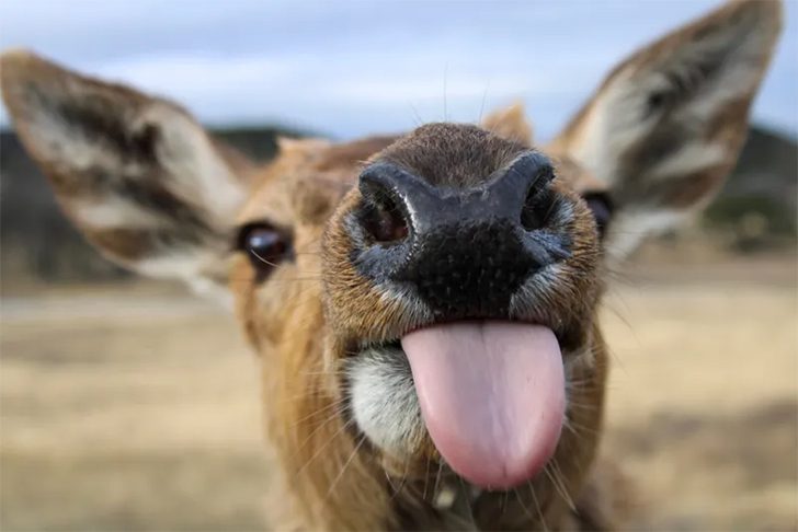 45 Jaw Dropping Animal Moments Caught on Trail Cam - Sport Pirate 45 Jaw Dropping Animal Moments Caught on Trail Cam - Sport Pirate