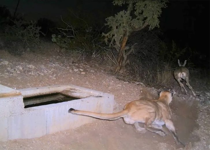 45 Jaw Dropping Animal Moments Caught on Trail Cam - Sport Pirate 45 Jaw Dropping Animal Moments Caught on Trail Cam - Sport Pirate
