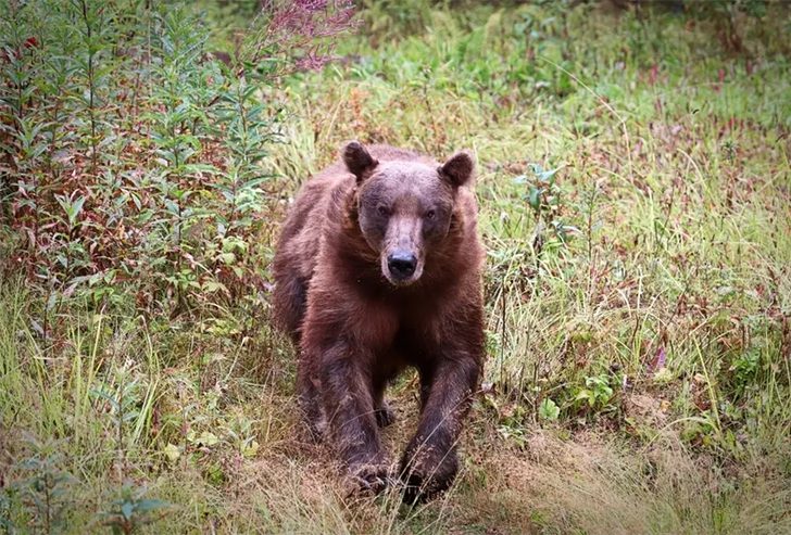 45 Jaw Dropping Animal Moments Caught on Trail Cam - Sport Pirate 45 Jaw Dropping Animal Moments Caught on Trail Cam - Sport Pirate